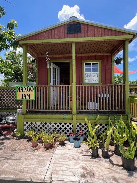 Why Are Mangoes So Popular In Florida? - Herons Glen Golf & Country Club